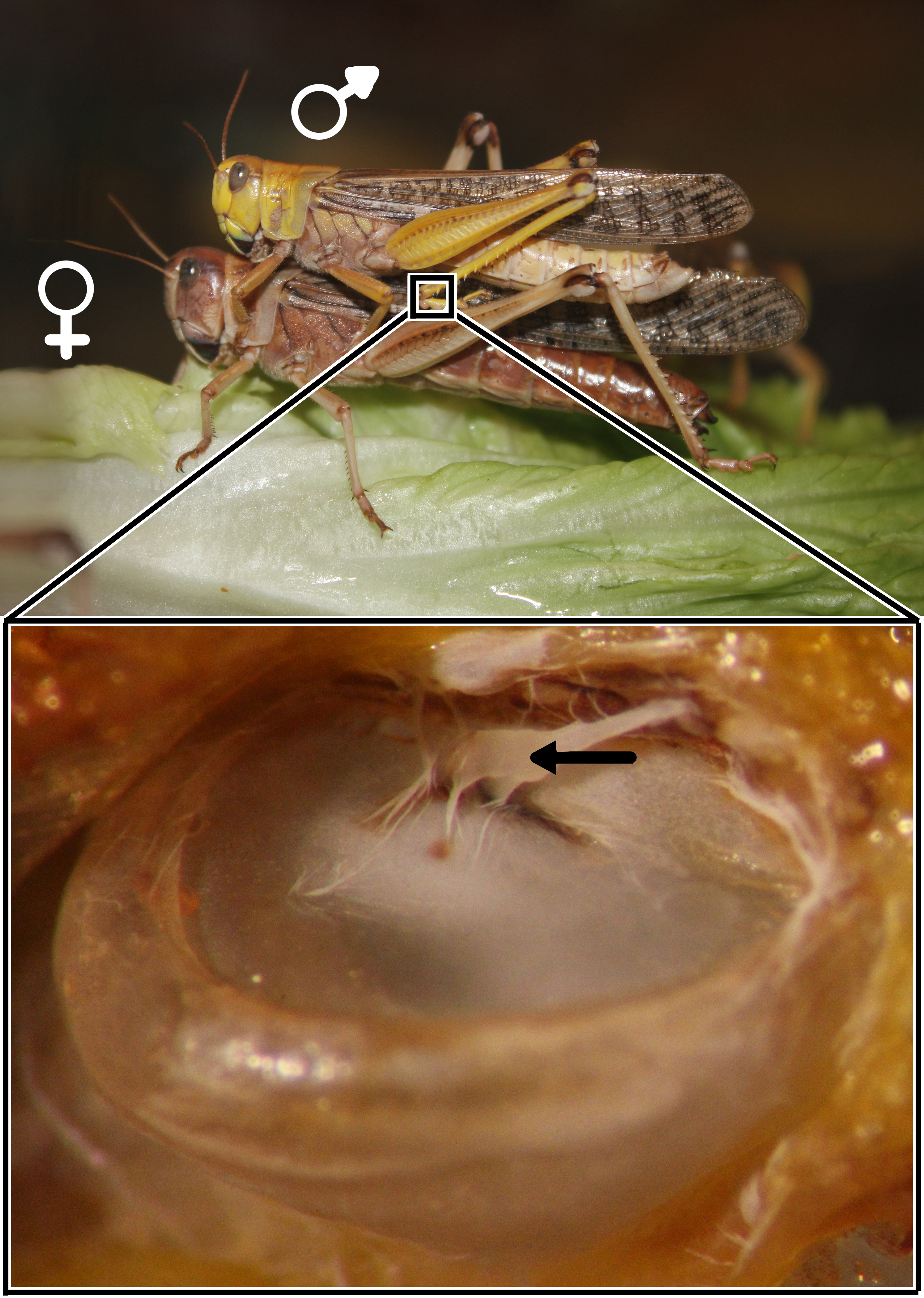 Strathclyde Images of Research :: Images of Research 2017